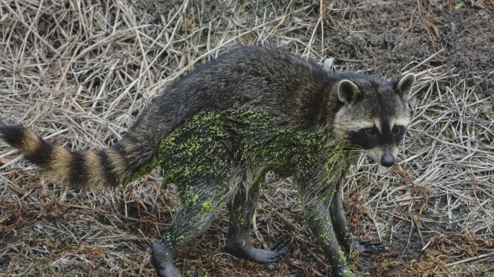 Erratic Raccoons Spotted In Louisiana Pose Danger To Pets ...