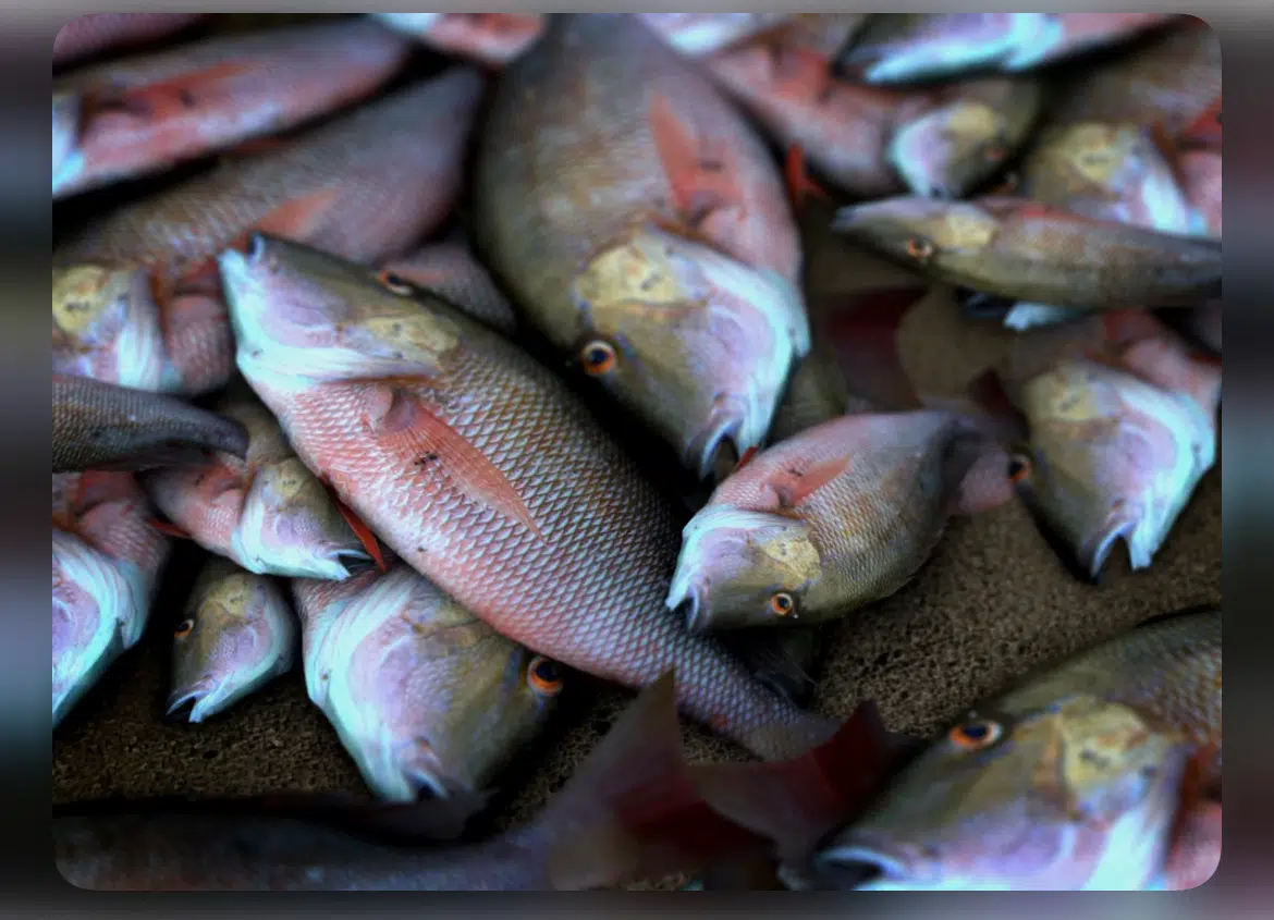 Louisiana Replaces Thousands Of Fish Lost To Hurricanes | ListenUpYall.com