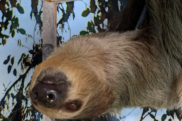 Syd The Two-Toed Sloth Joins Pine Grove Zoo | KNSI