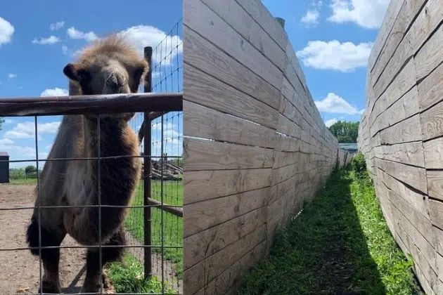 Zoo Worker Hurt After Being Attacked by A Camel Near Freeport | KNSI
