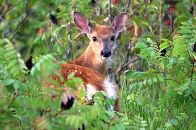 Officials Ask the Public to Please Stay Away from Fawns in the Wild | KNSI