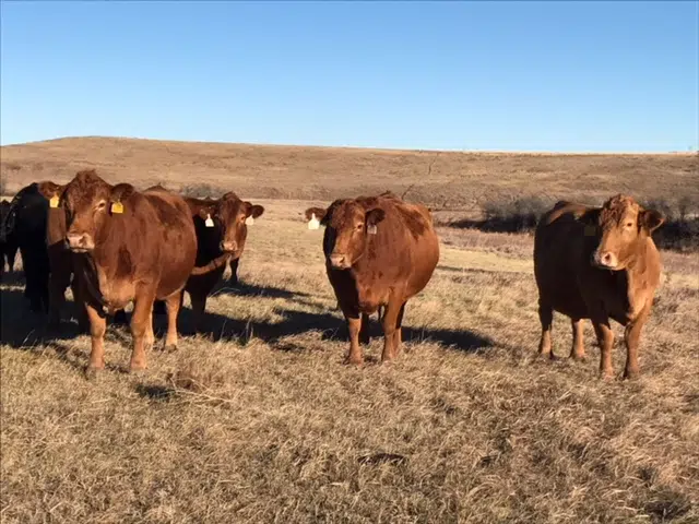 Sysco, Cargill, NFWF Announce Sustainable Cattle Grazing Program | The ...