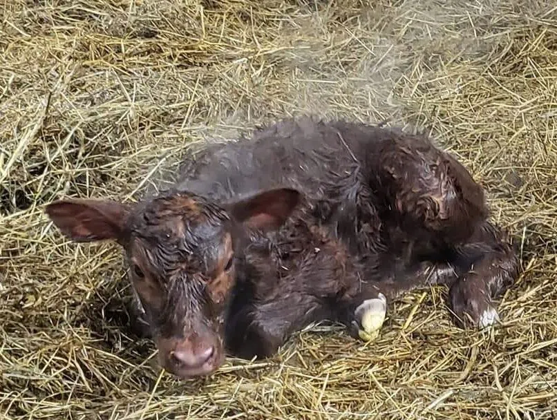 Planning and Preparing for Those Spring Calves | The Mighty 790 KFGO | KFGO