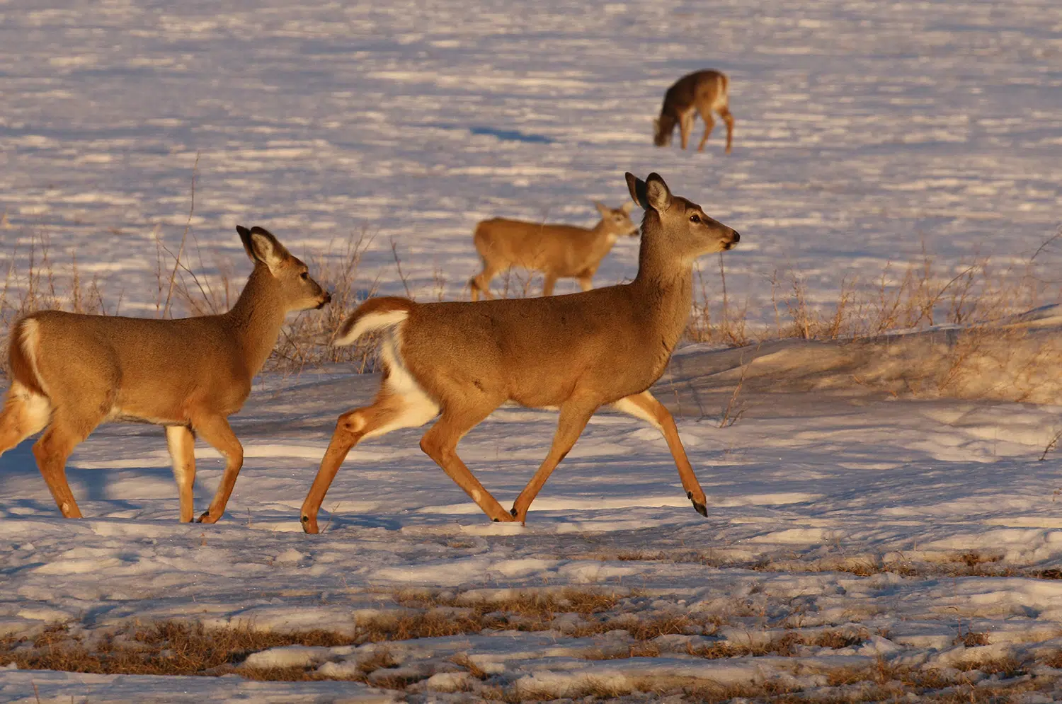 Minnesota early antlerless season begins | The Mighty 790 KFGO | KFGO