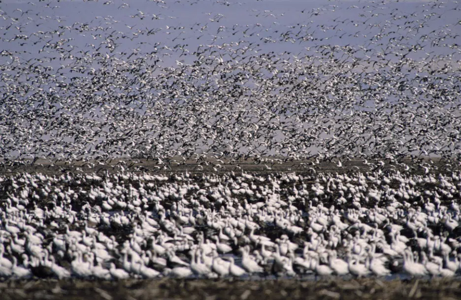 Spring Light Goose Conservation Order | The Mighty 790 KFGO | KFGO