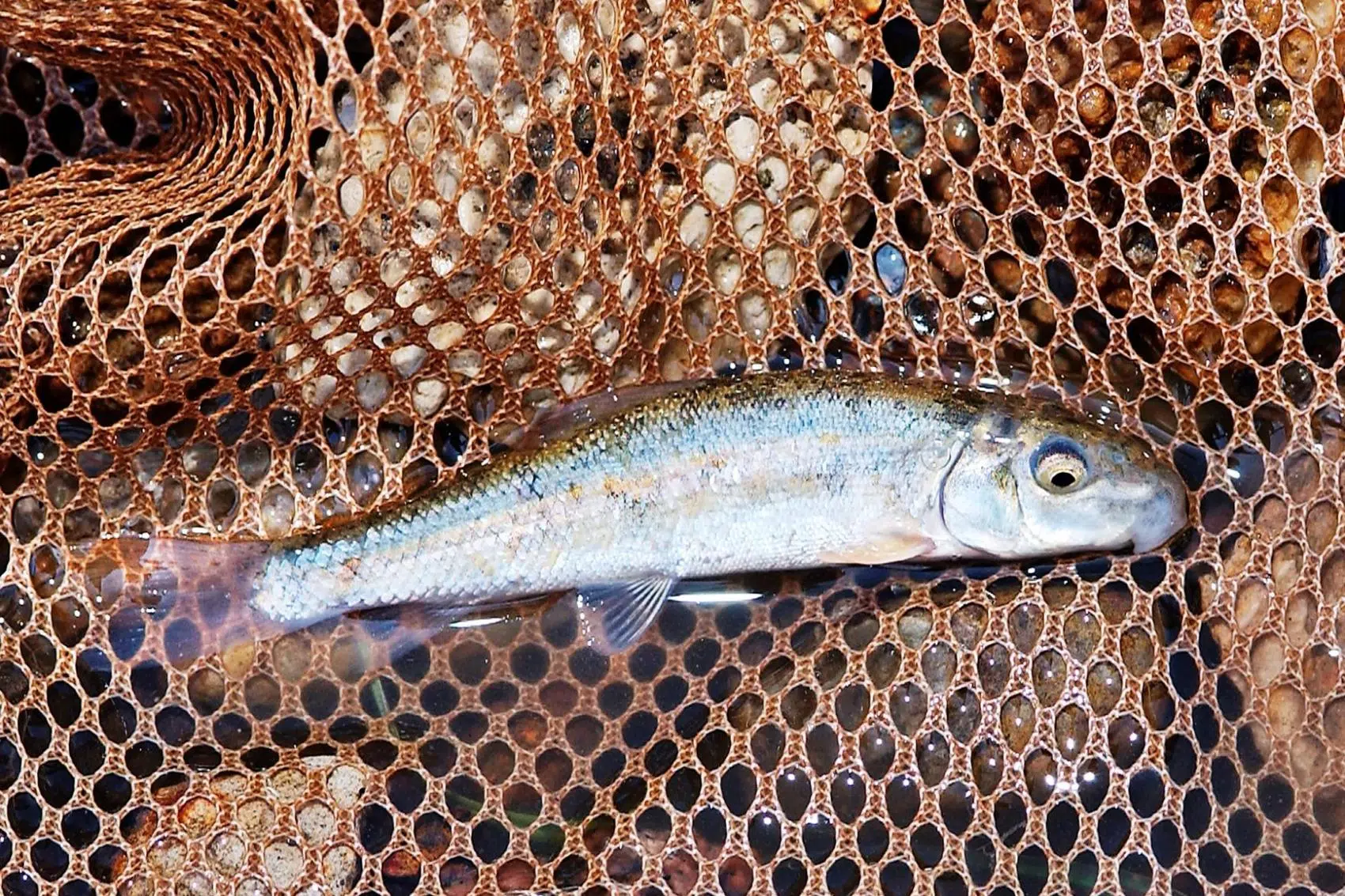 White Suckers Only Legal in Bois de Sioux, Red Rivers | The Mighty 790 ...