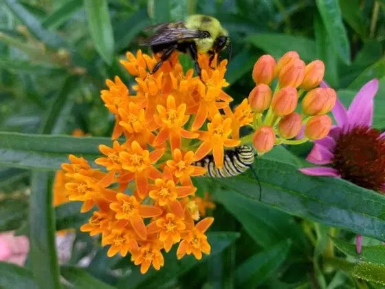 Pollinator Week promotes ways to help bees, butterflies, hummingbirds ...