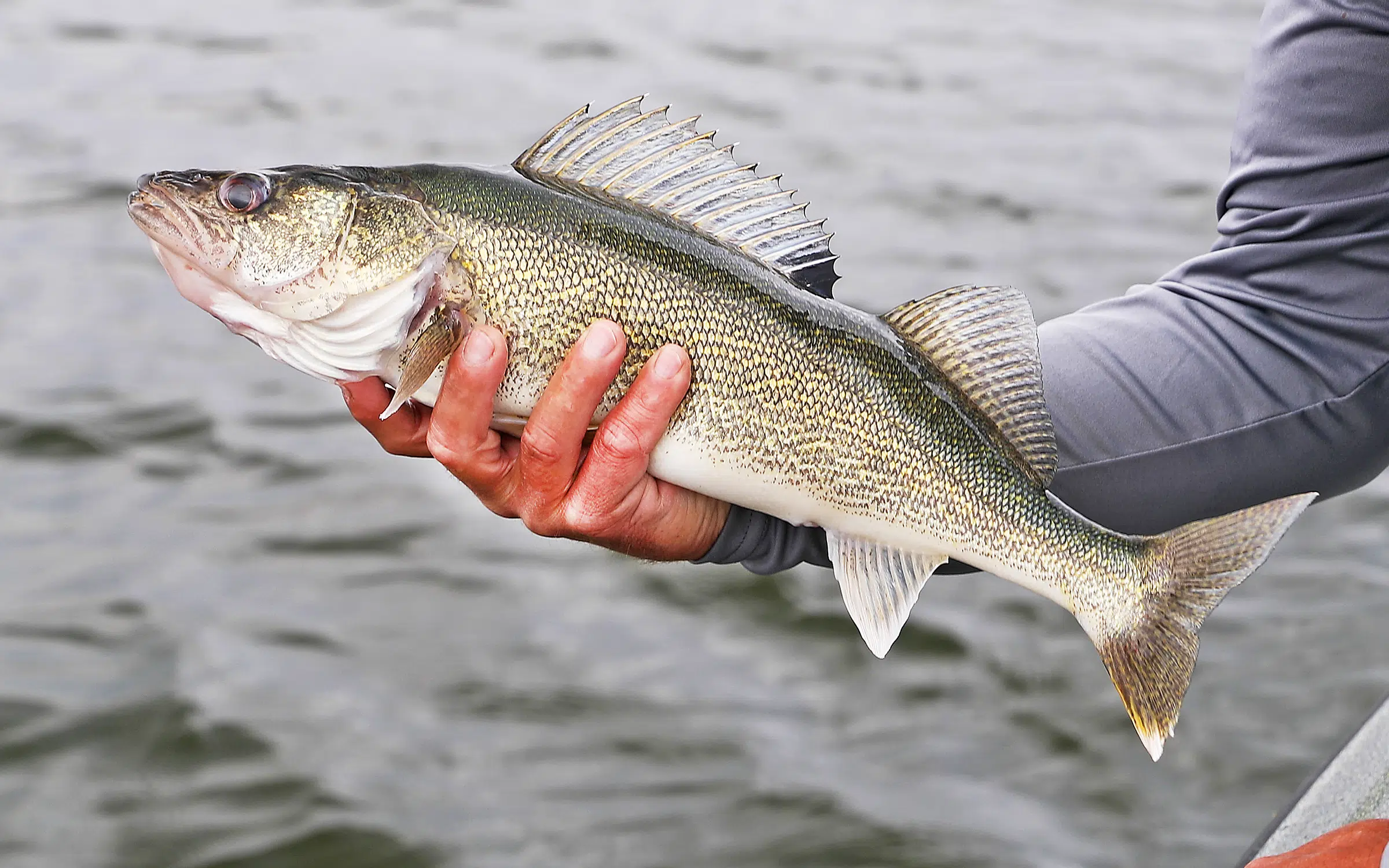 Record Lakes Stocked with Walleye Fingerlings | The Mighty 790 KFGO | KFGO