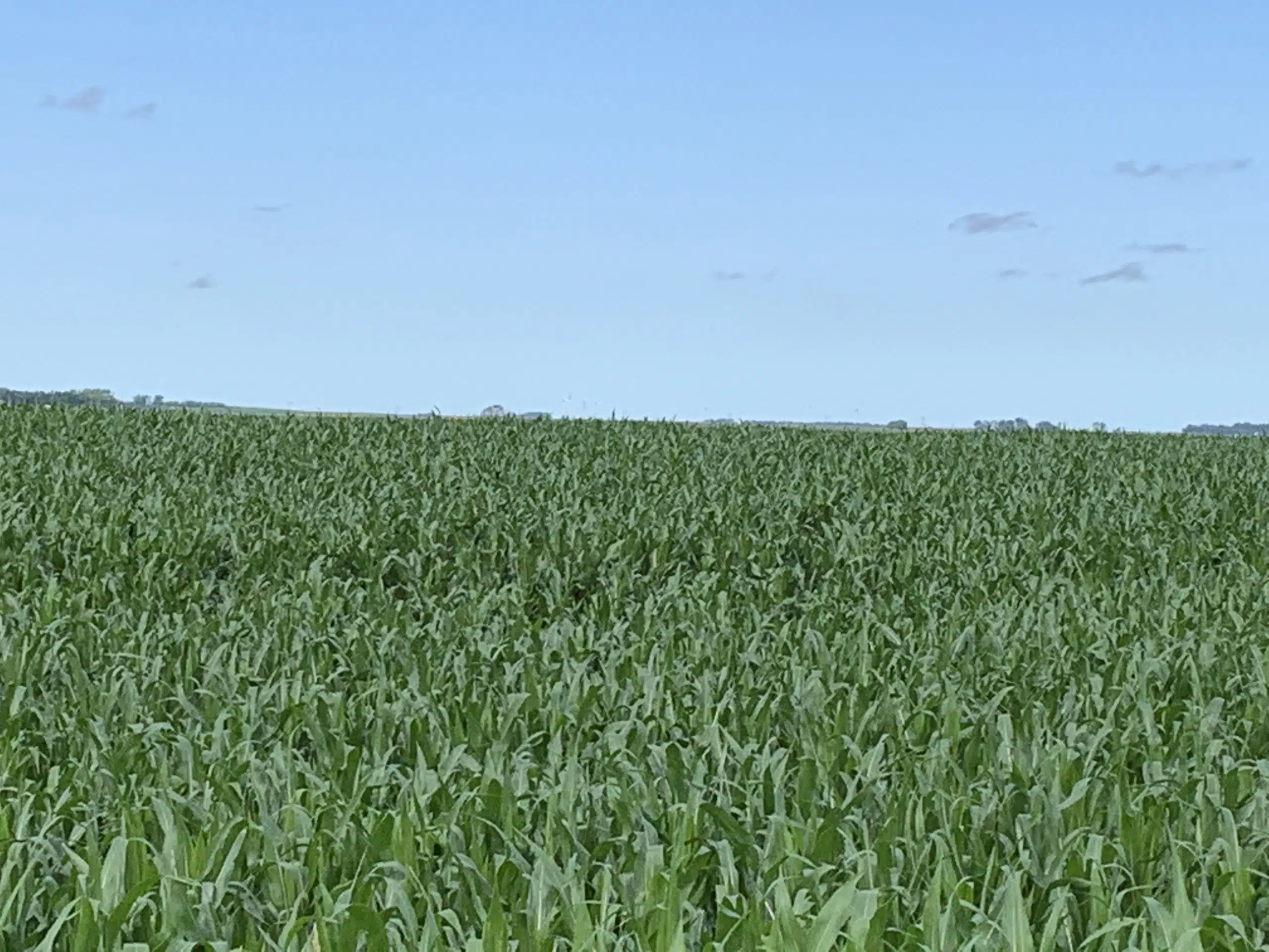 Latest WASDE report from USDA shows few changes | The Mighty 790 KFGO ...