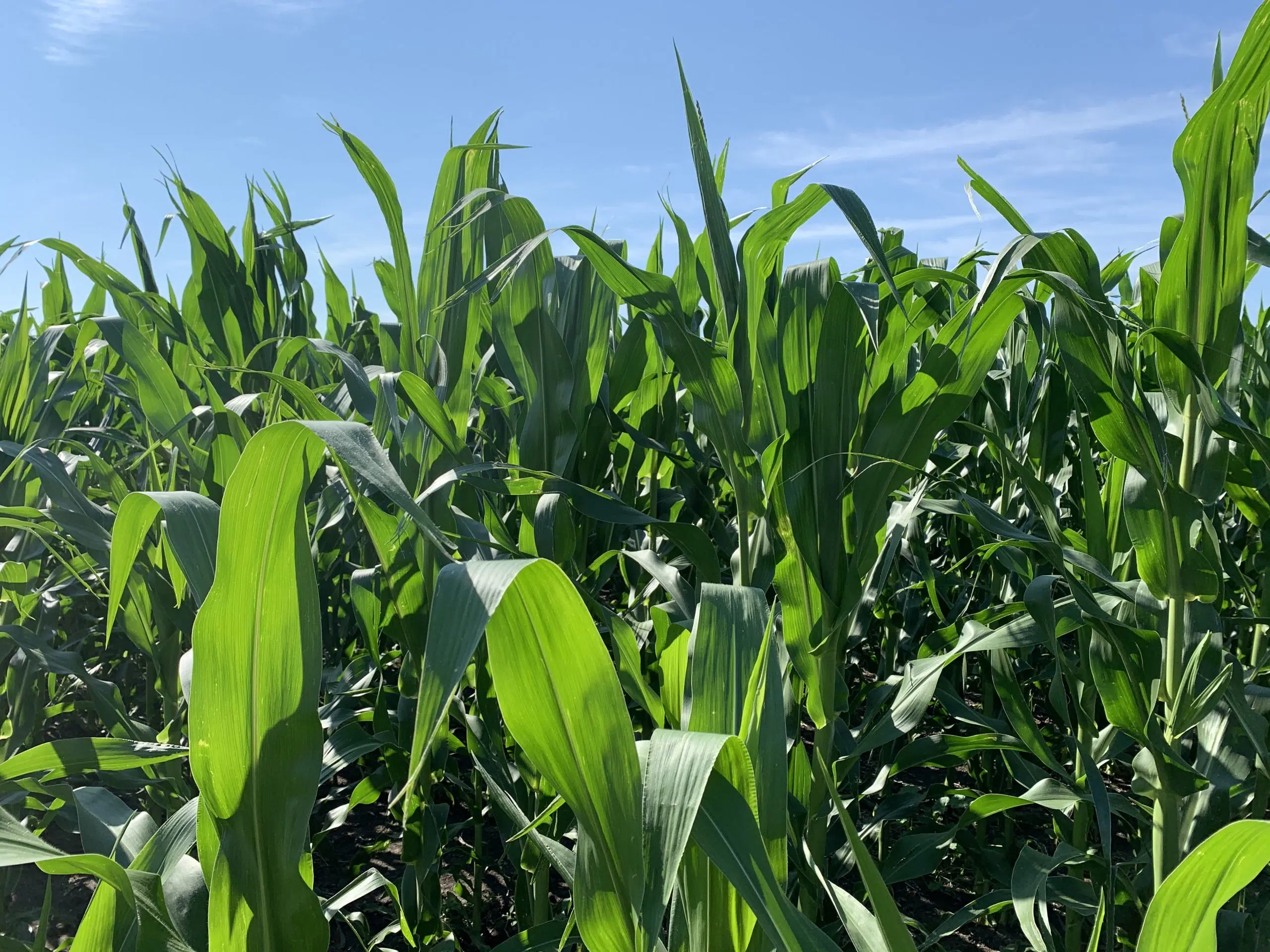 Minnesota Crop Progress and Conditions Update: July 26, 2020 | The ...