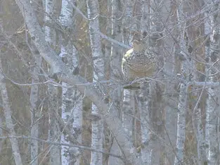 Ruffed Grouse Range