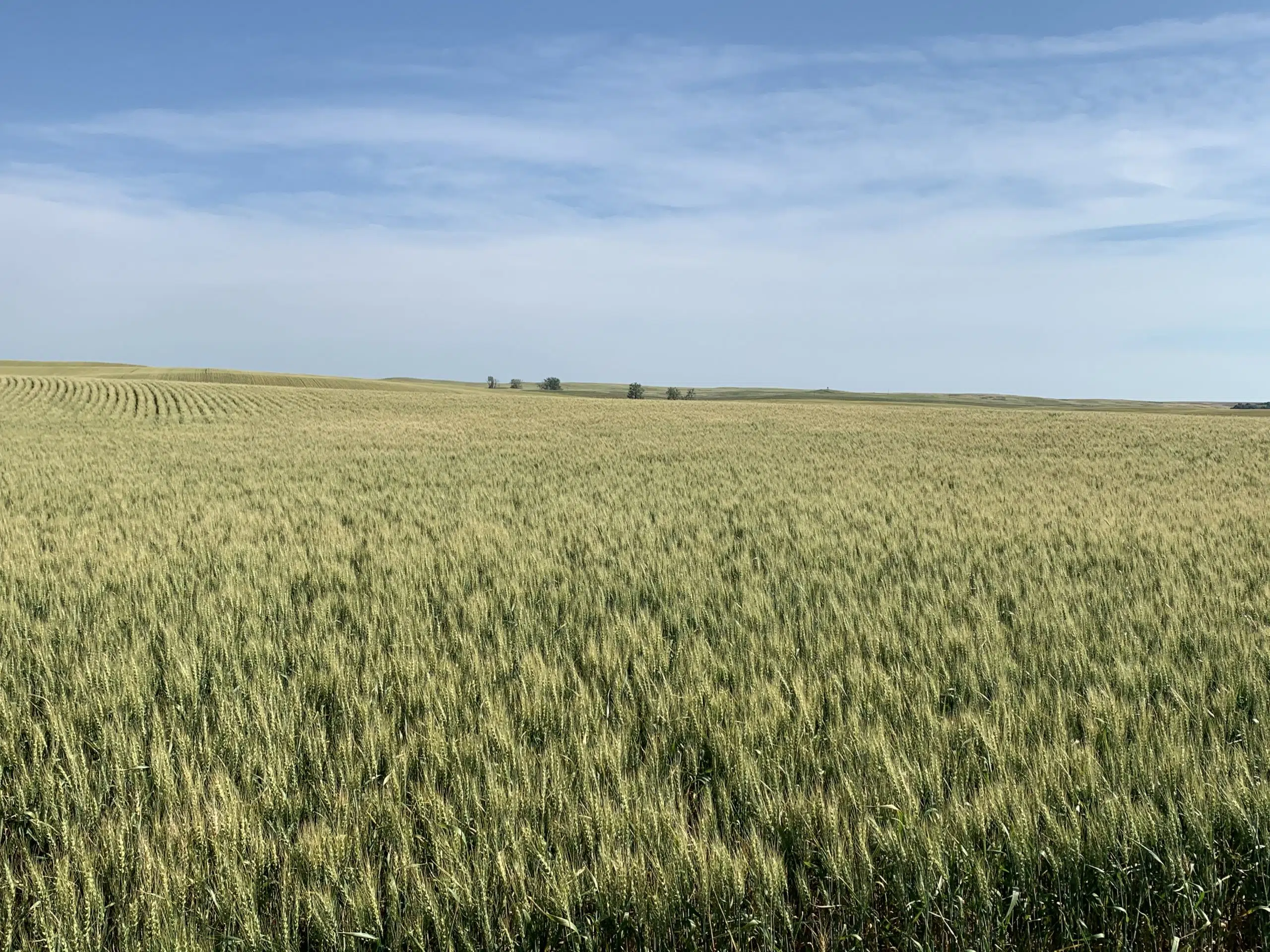 Wheat Quality Tour Estimates 49.1 Bushel Yield | 740 The FAN
