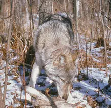 Minnesota’s updated wolf plan strengthens wolf conservation | The ...
