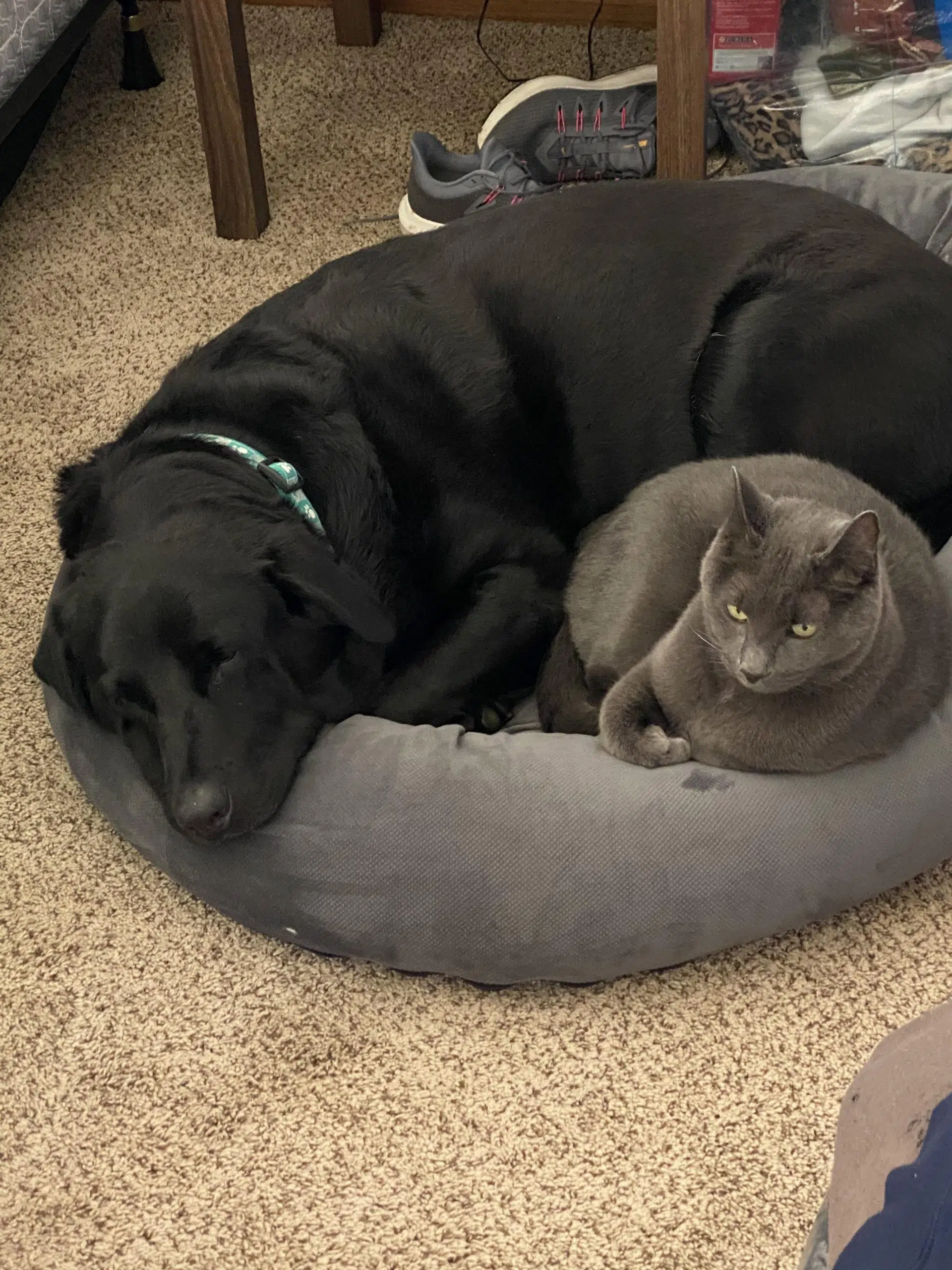 Lost Cat | The Mighty 790 KFGO | KFGO