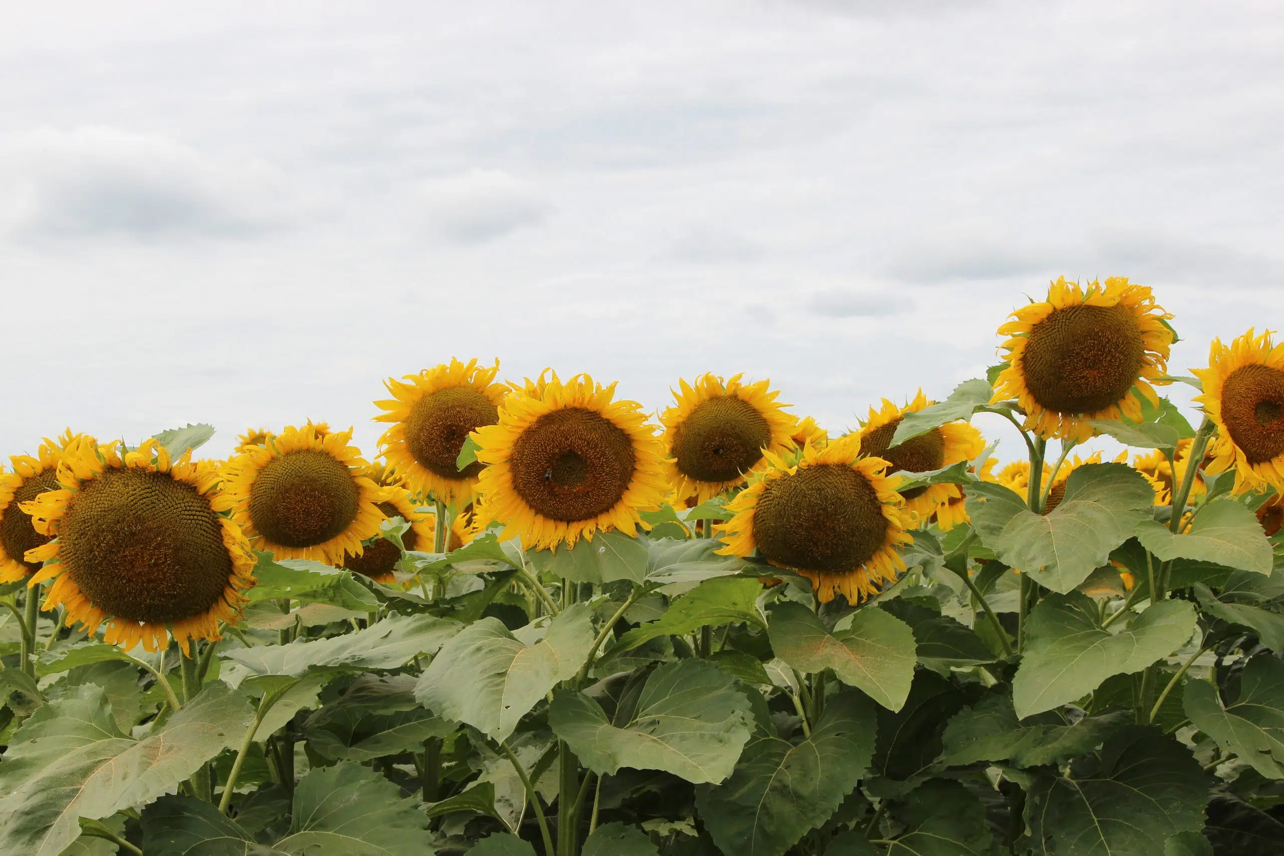 SDSU Extension Sunflower Week to Examine Varieties, Fertility and Pest ...