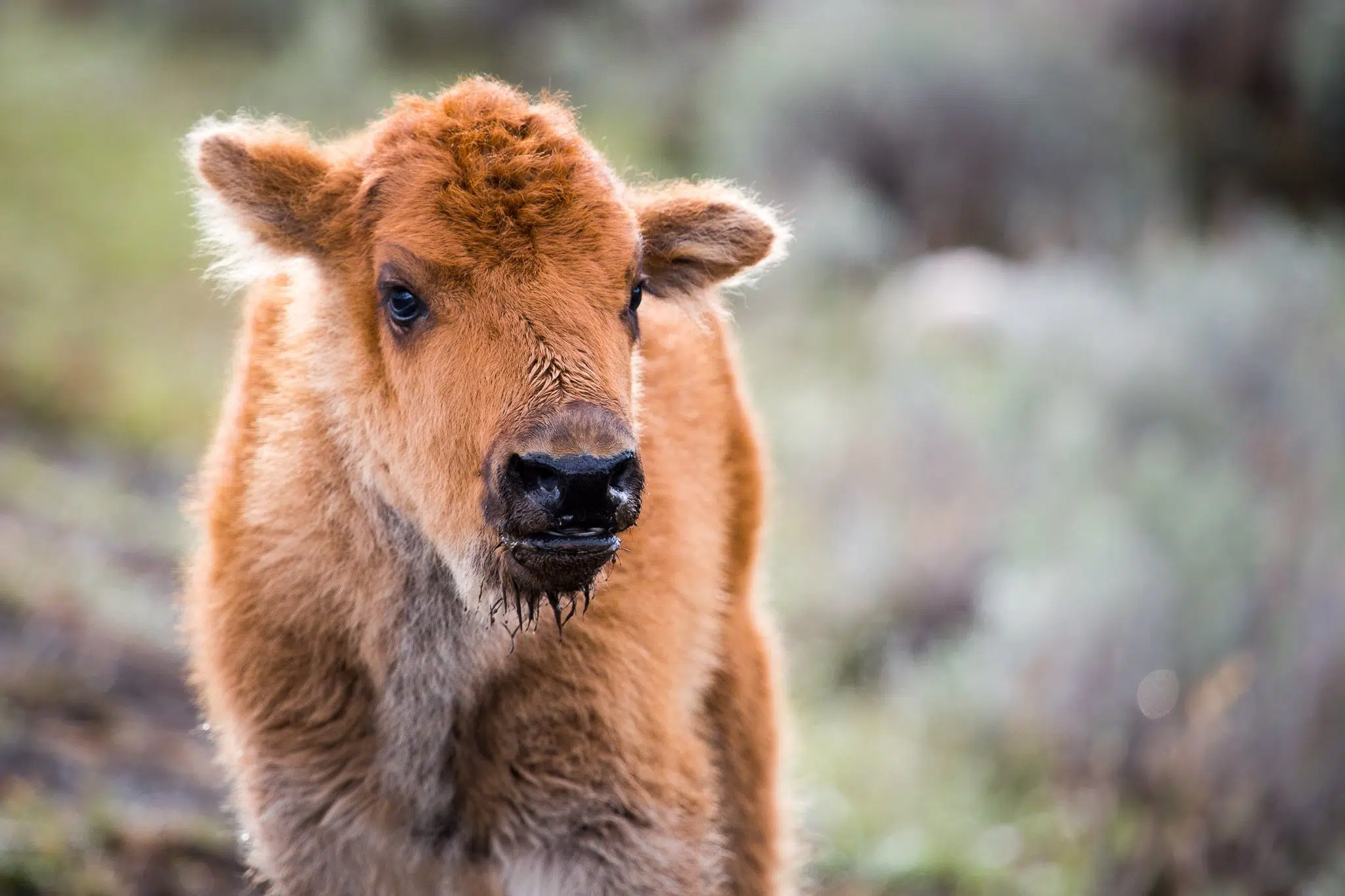 Custer State Park sees first bison calf of season | The Mighty 790 KFGO ...