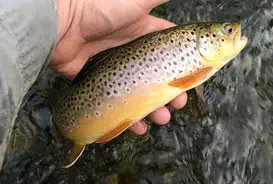 Minnesota stream trout fishing opens statewide on April 17 | The Mighty ...