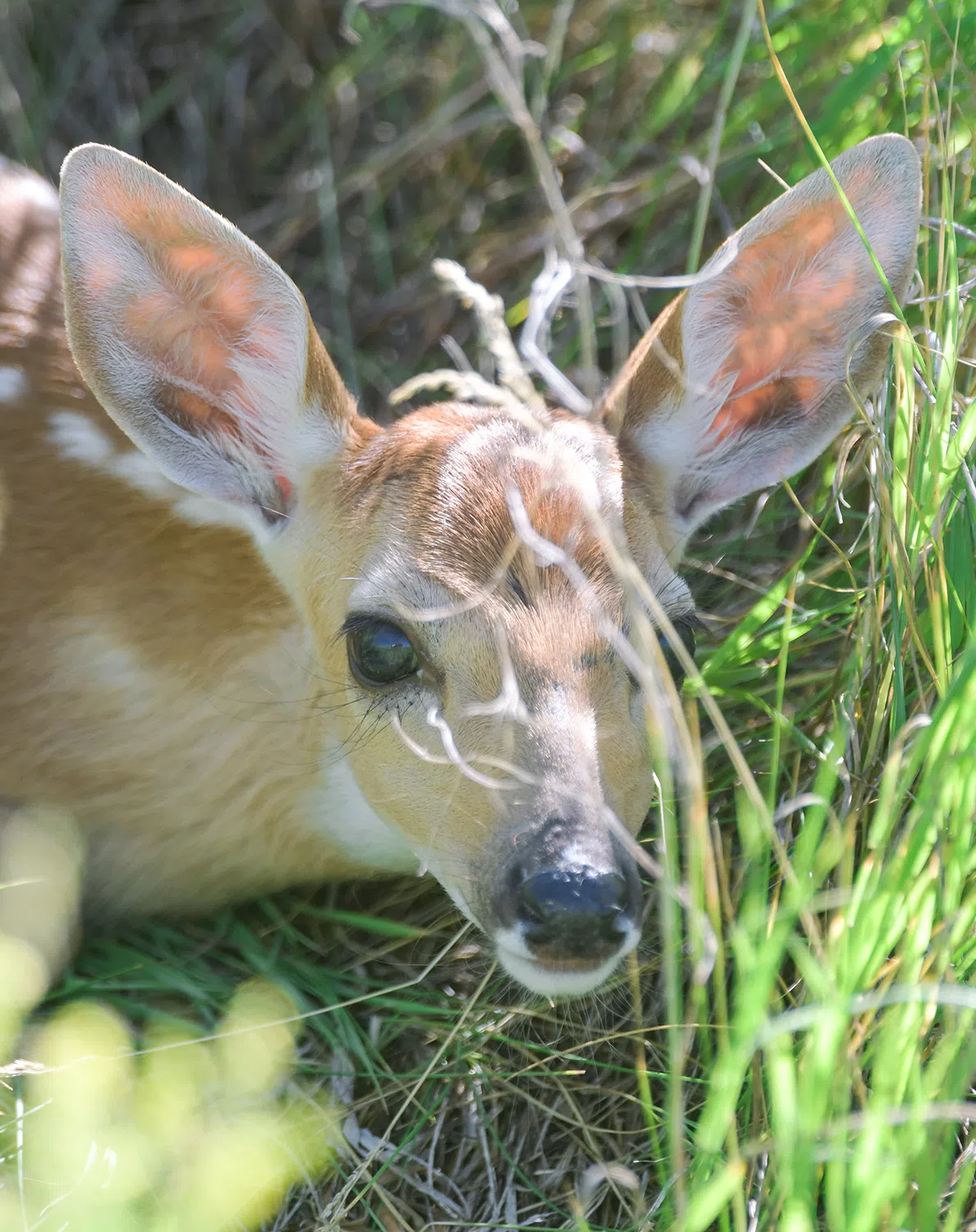 Leave wildlife in the “wild” | The Mighty 790 KFGO | KFGO