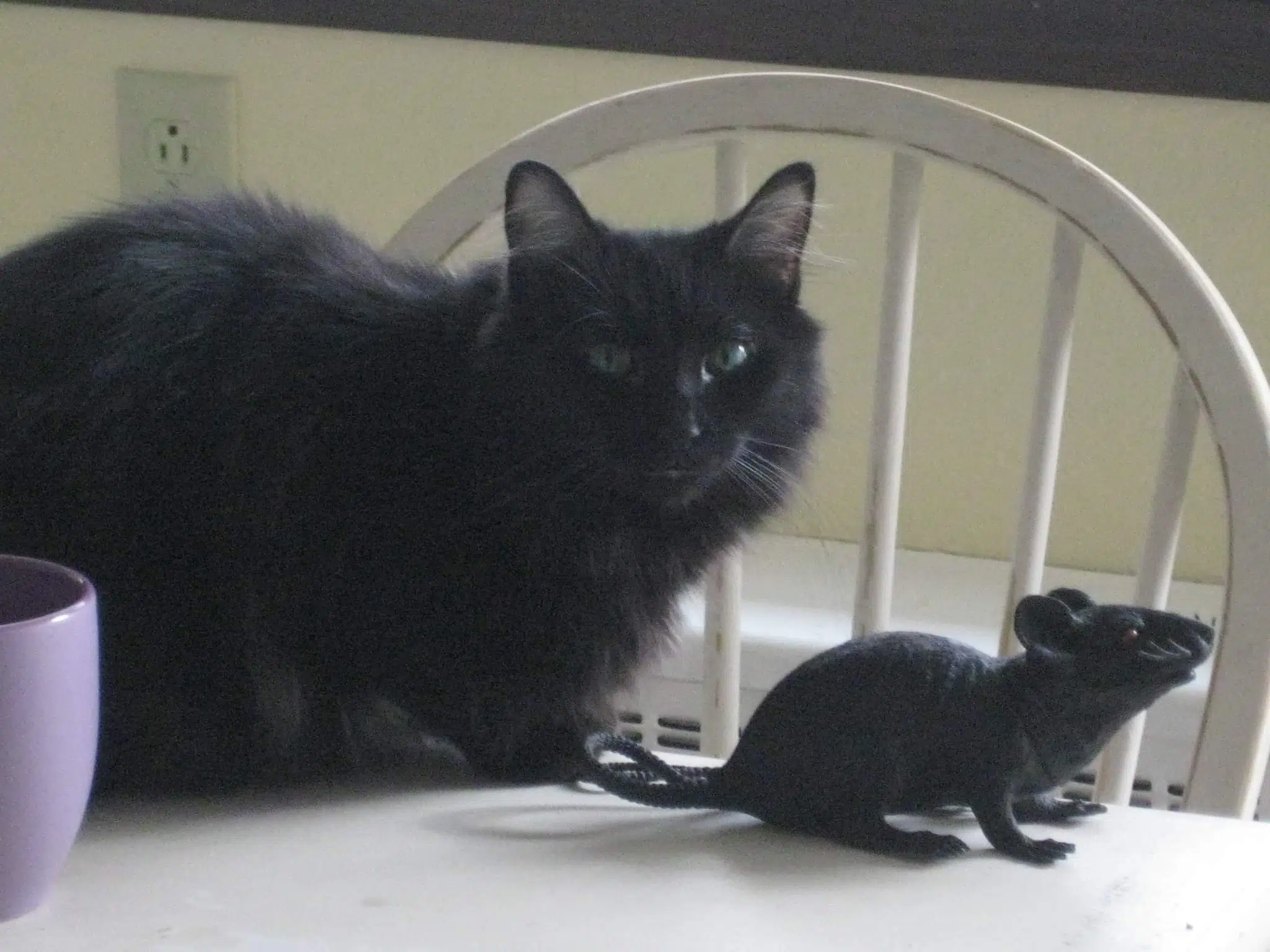 Lost Black Cat | The Mighty 790 KFGO | KFGO