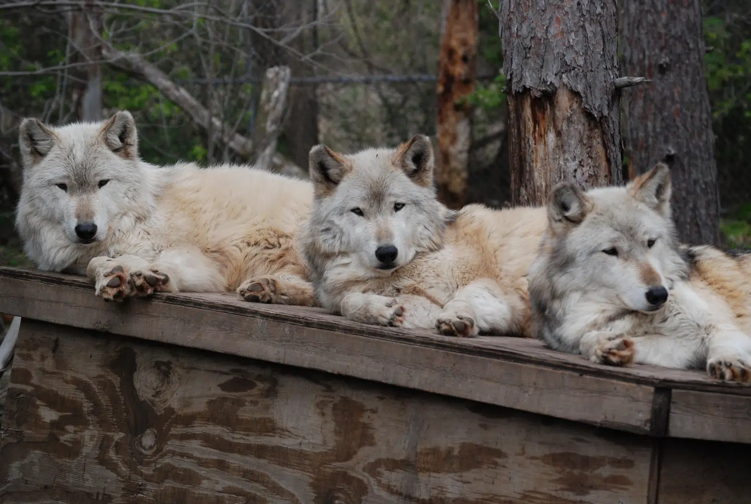 Search underway for three wolves who escaped enclosure | The Mighty 790 ...