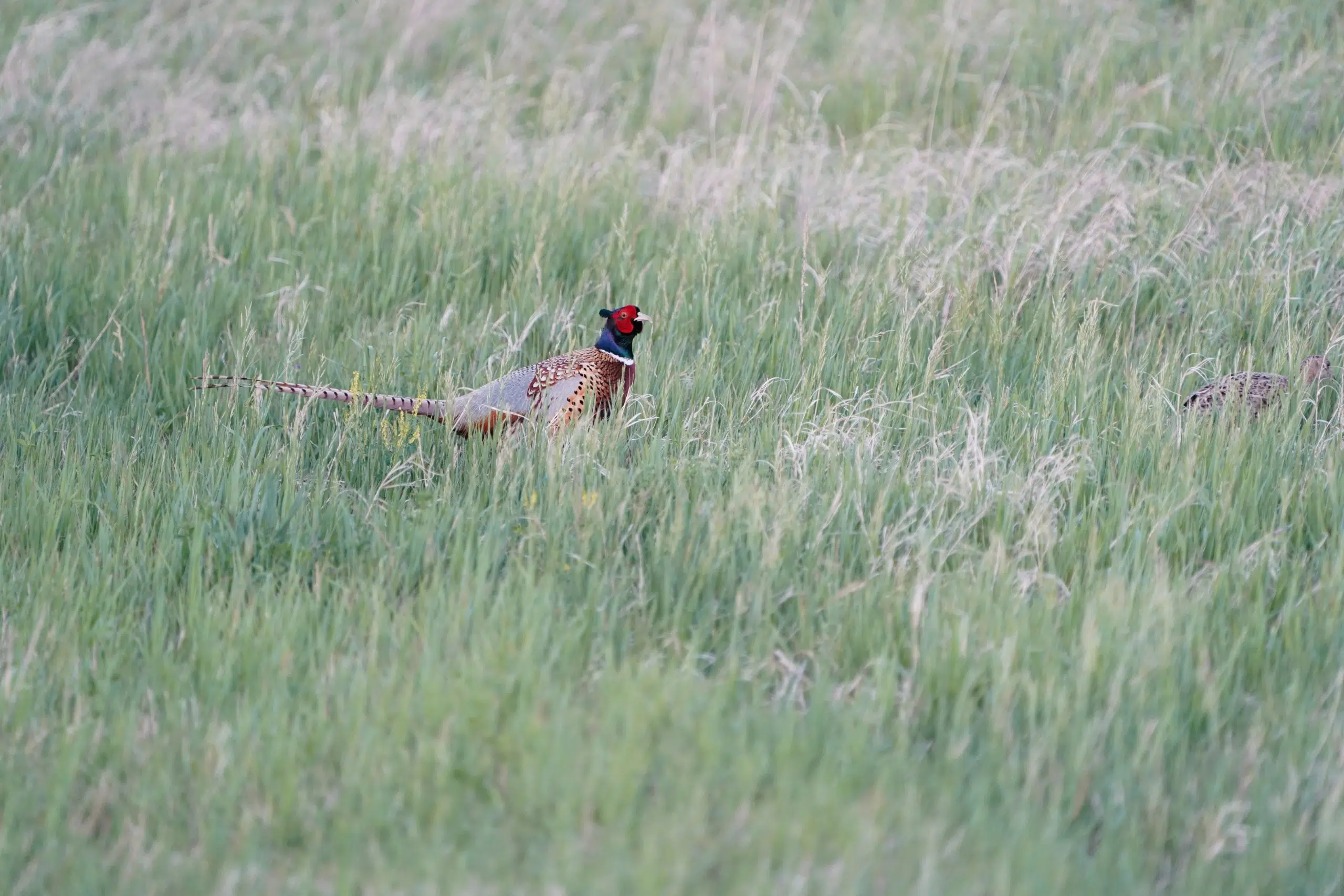 A look at pheasant and duck numbers | The Mighty 790 KFGO | KFGO