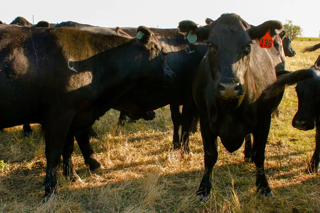 CattleFax Forecasts Positive Profitability Trends in 2022 | The Mighty ...