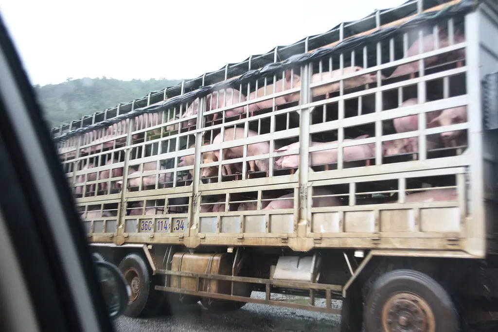 Pork Checkoff Rate Adjustment on January 1 | The Mighty 790 KFGO | KFGO