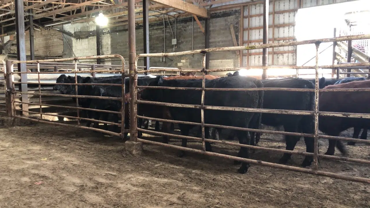 Record Cattle Prices Possible in 2023 | The Mighty 790 KFGO | KFGO