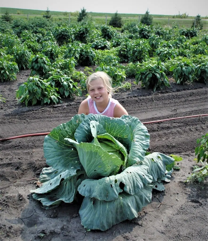 Green Thumb: Local Student is Cashing in Cabbage for $1,000 Scholarship ...