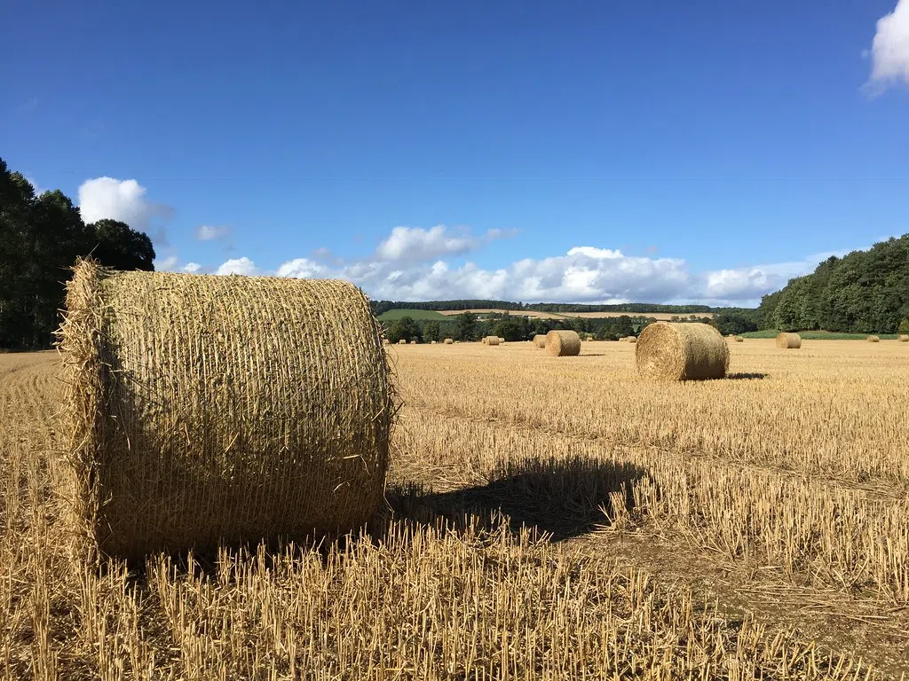 Small Family Farms Produce Majority of Poultry and Eggs, And Hay | The ...