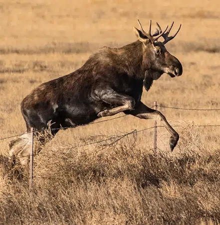 Minnesota moose population drops but holds relatively stable | Y94