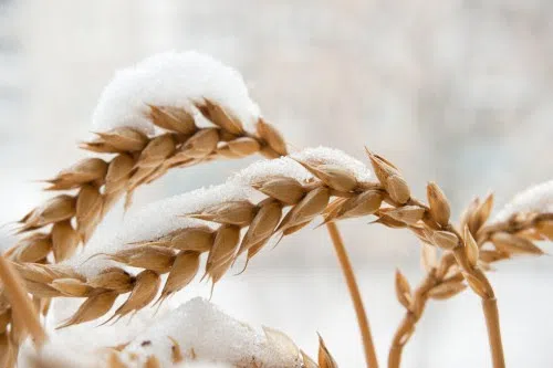 U of M Research Brief: Critical benefits of snowpack for winter wheat ...