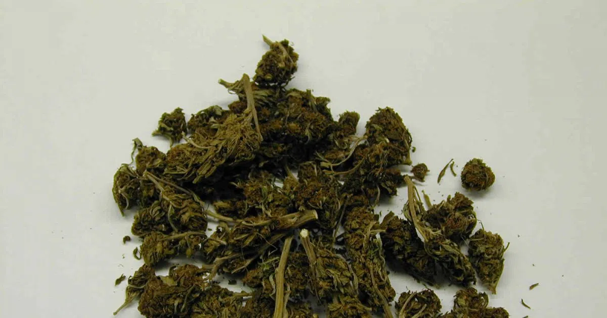 SD pot legalization campaign submits signatures for ballot | Y94