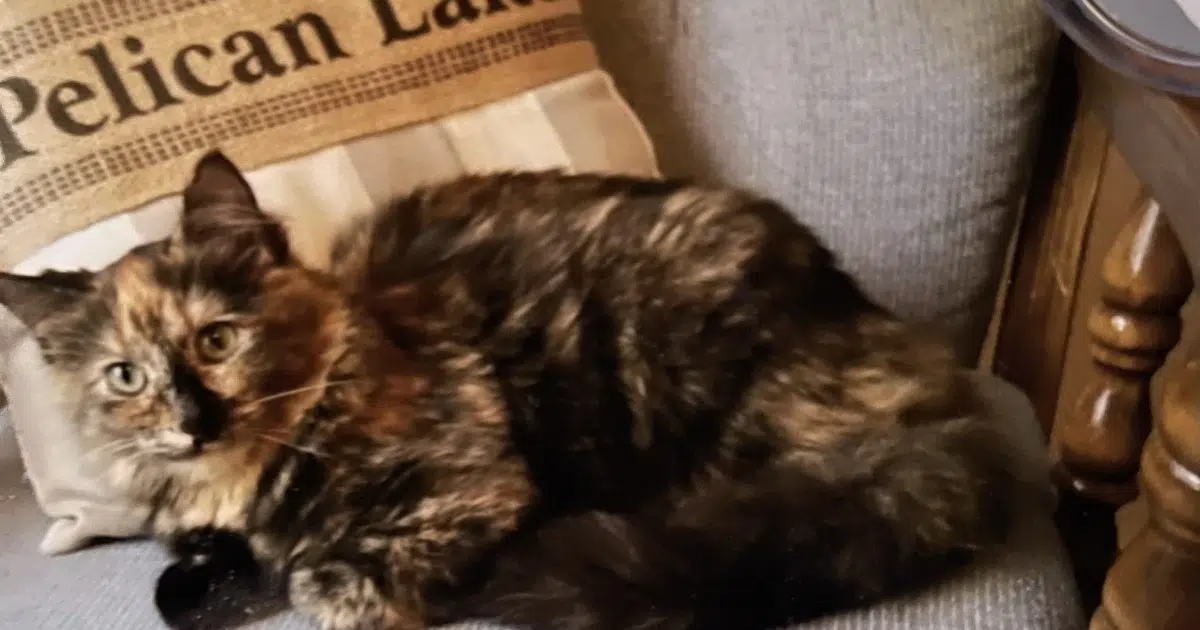 Lost Cat | The Mighty 790 KFGO | KFGO