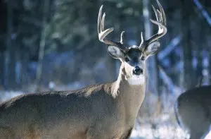 2023 Minnesota Deer hunting regulations, hunting licenses now available | Y94