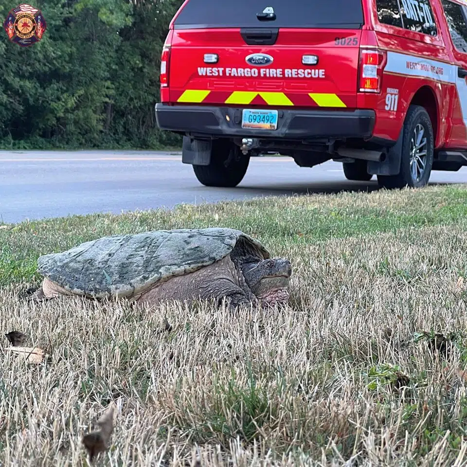 Turtle returned to Sheyenne River in ‘shell-fless’ act fire dept. says ...