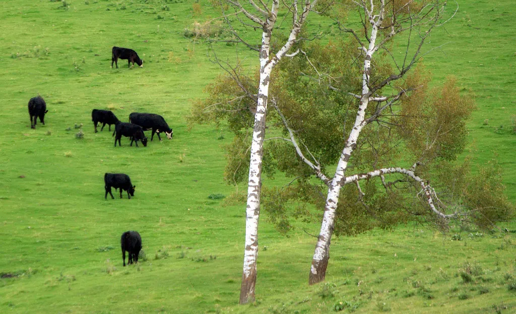 USDA Extends Deadline for Grazing Land Agreements | The Mighty 790 KFGO ...