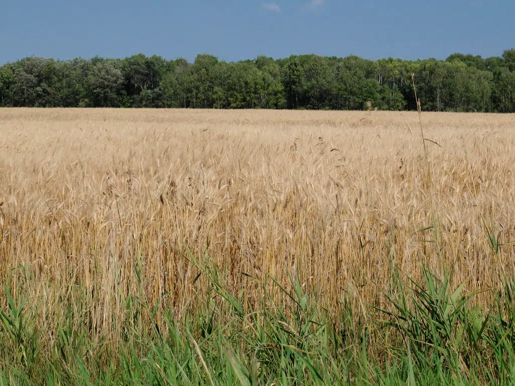 2022 University of Minnesota variety crop trial results available now ...