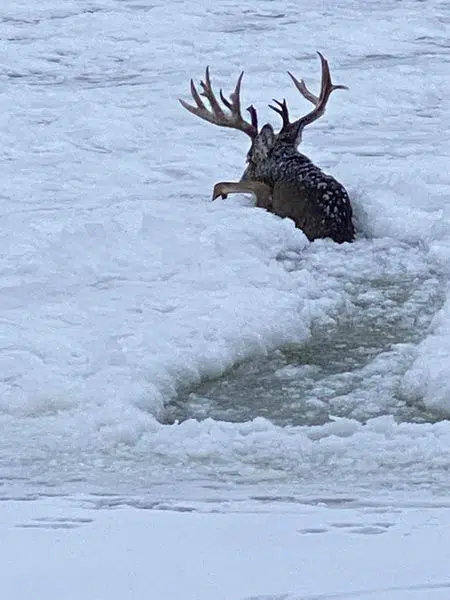 Firefighters rescue buck in Thief River Falls | The Mighty 790 KFGO | KFGO