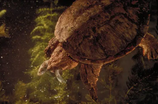 How Minnesota critters survive the harsh winter | The Mighty 790 KFGO ...