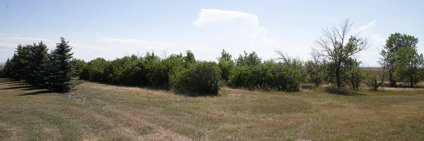 South Dakota NRCS Announces ActNow funding for Windbreaks, Shelterbelts ...