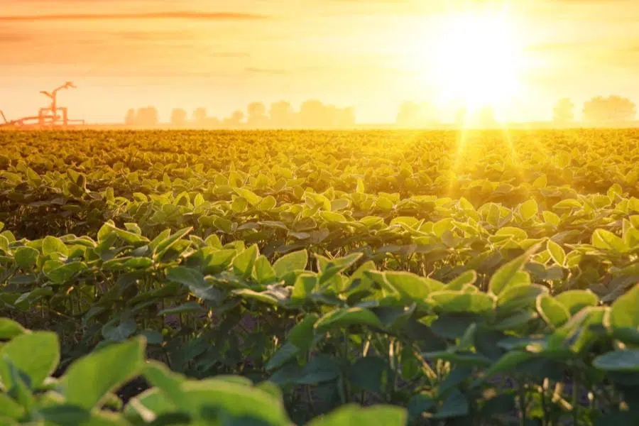 University of Minnesota: Soybean crops can take advantage of climate ...