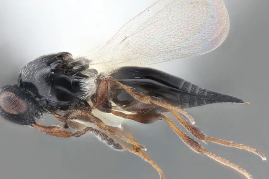 New species of parasitic wasp may target soybean pest in Minnesota ...