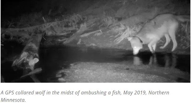 New U of M research on wolves fishing in northern Minnesota | The ...