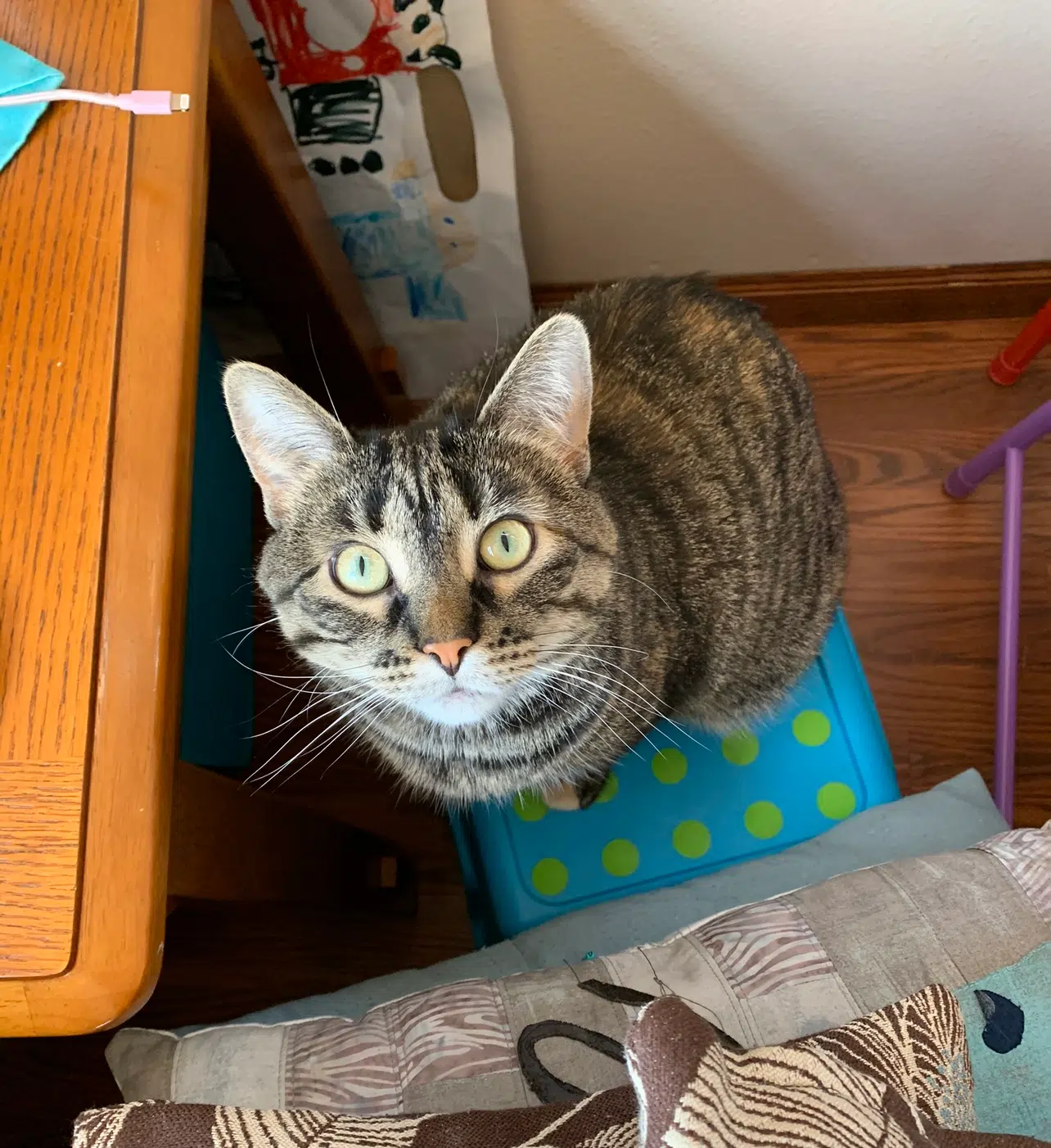 Lost Cat – Gypsy | The Mighty 790 KFGO | KFGO