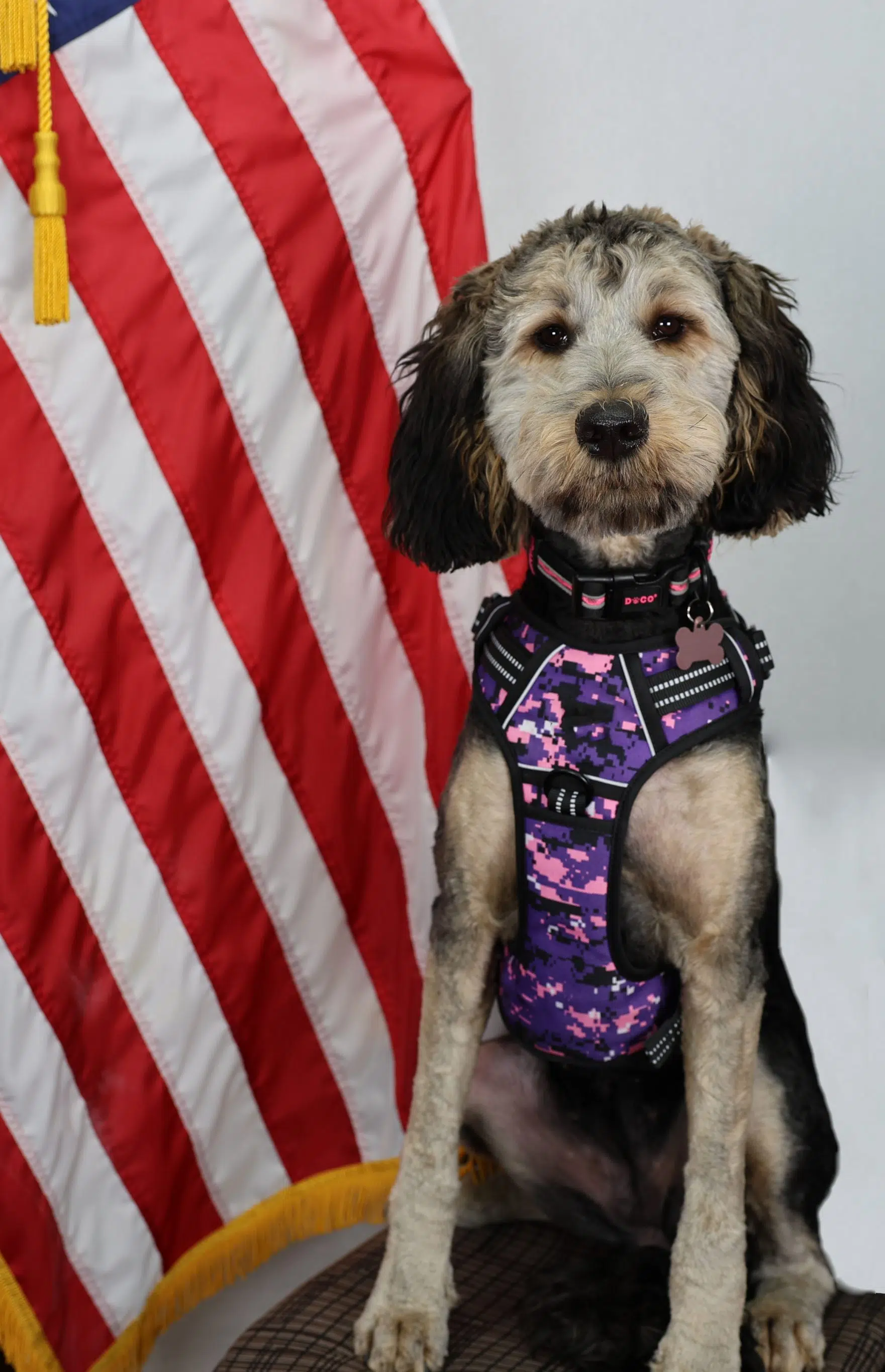 West Fargo Police announce new SRO, comfort dog team | The Mighty 790 ...