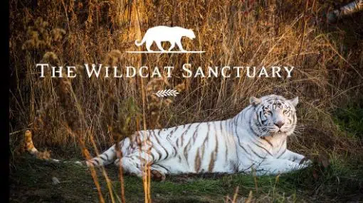 Minnesota’s Wildcat Sanctuary rescues four exotic cats from Michigan | Y94