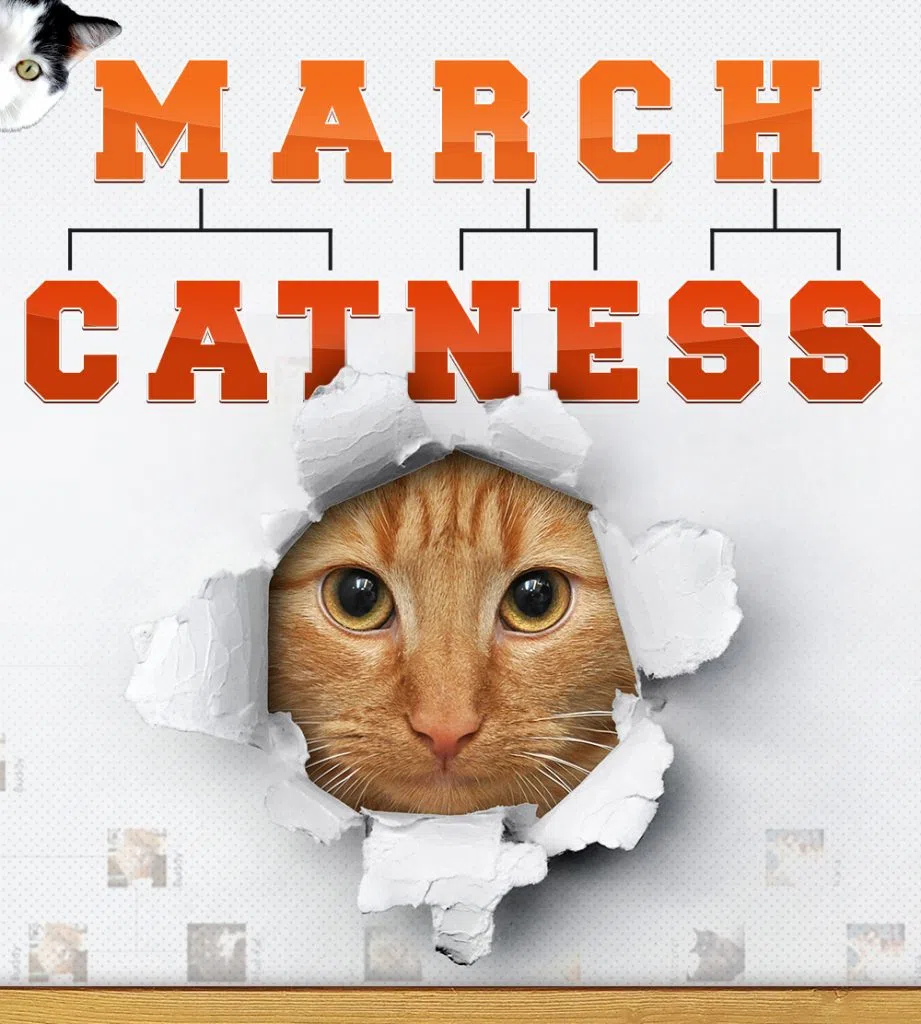 March Catness | Y94