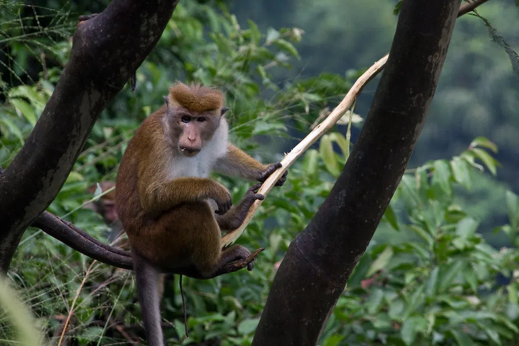 Woman Feeds Cheetos To Monkeys… WHY?!?!?!?!?! | Country 102