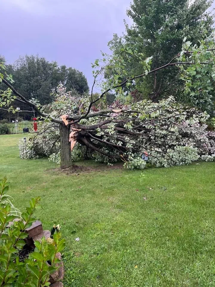 Storms cause power outages, damage to trees, and downed power lines across multiple counties ...